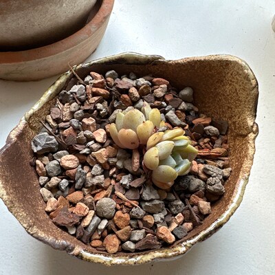 Lithops Aucampiae Rudesheim Ruby 10 Seeds - Etsy