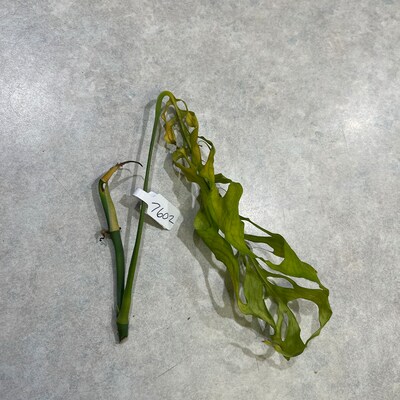 Live Lemon Prayer Plant in a 3 Pot Prayer Plant Maranta Leuconeura ...