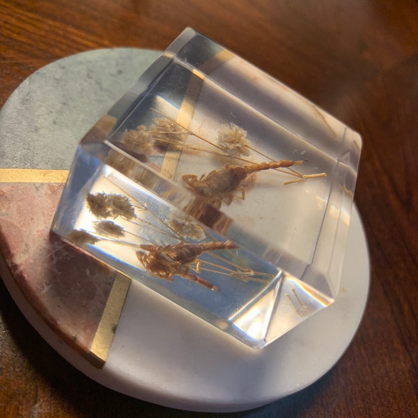 Custom Insect Keepsake, Insects in Resin, Put Your Bug in Resin, Real ...