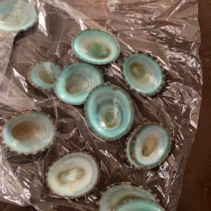 1 to 100 Astrea Calcar Turban Spurred Shells Natural Cream | Etsy