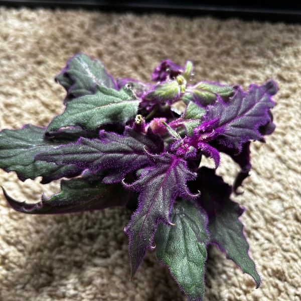 Purple Passion Aka Gynura Aurantiaca - Etsy