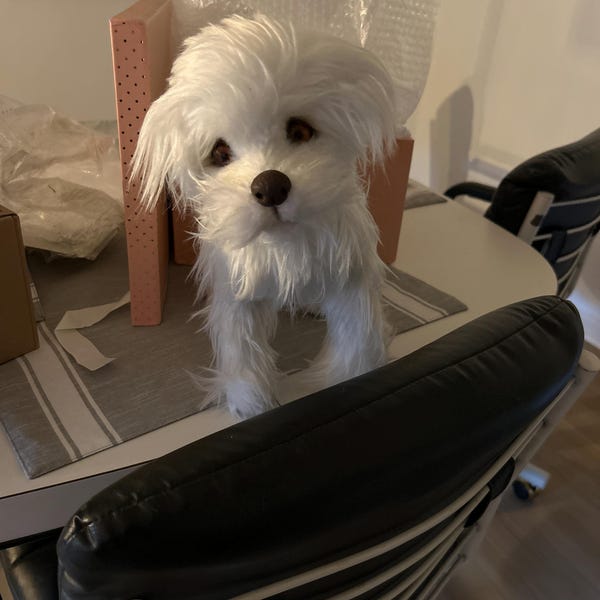 Puppy Michelle , made to Order Poodle Dog , Toy Poodle, Fur Toy Poodle ...