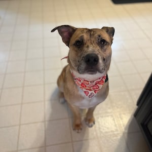 State of Michigan or Select Your State Pet Name Tag Medium 1 Max ...