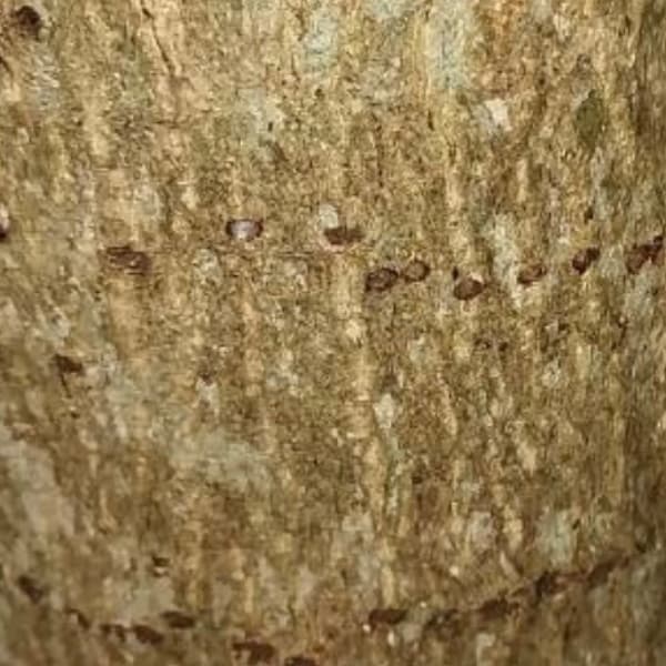 Tronco De Ochosi De Almendra | Almond Tree Trunk for Oshosi Ochosi ...