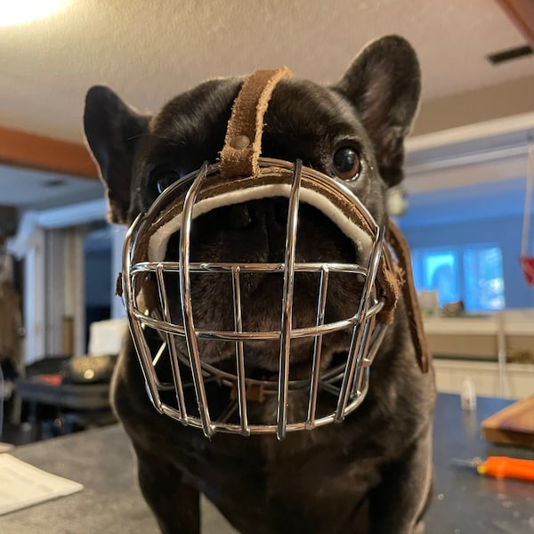 Best Basket Muzzle for French Bulldog | Basket Muzzle for Frenchies ...