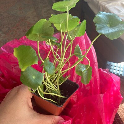 Hydrocotyle Vulgaris Copper Coin Plant, Chinese Coin Plant Marsh ...