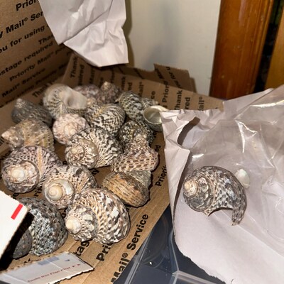 Nessastores Mexican Deep Sea Shell Beach Craft Scallop 2 1/2 3 20 PCS ...