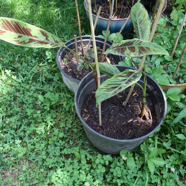 Fresh Rhizome Heliconia Stricta 'firebird' Fresh Rhizome - Etsy