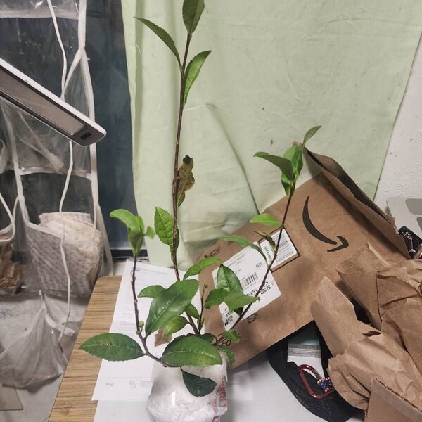 Camellia Sinensis (live Tea Plant Propagated From Plants at Former ...