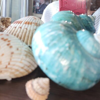 Big Size Hermit Crab Sea Shell, 1 7/8 2 1/4 Opening Hole.green Mother ...