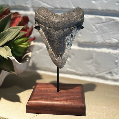 Large Megalodon Shark Tooth Stand Shark Teeth Stand Custom Metal ...