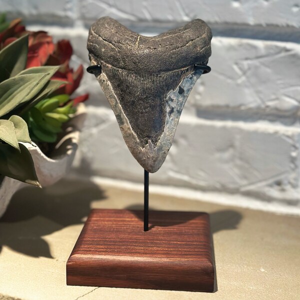 Large Megalodon Shark Tooth Stand - Shark Teeth Stand Custom Metal ...