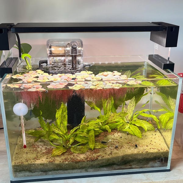 Finnex Stingray Original LED Light Riser, Attractive Stable Elevated ...