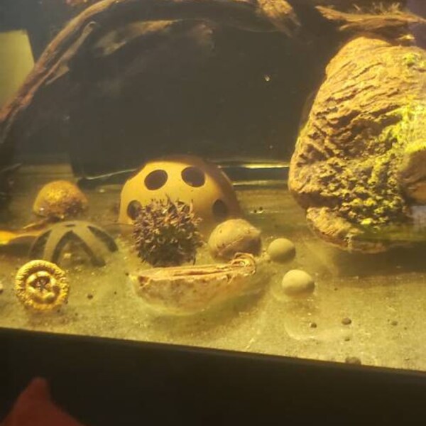 Lotus Head Pod Isopods Vivarium Bioactive Terrarium Isopod - Etsy