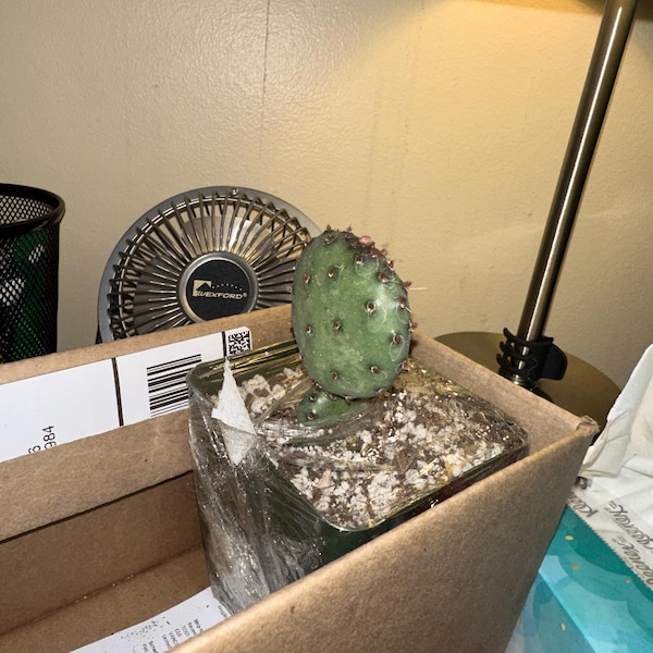 Giant Watch Chain, Princess Pine, Live Potted Succulent in 4 Pot - Etsy