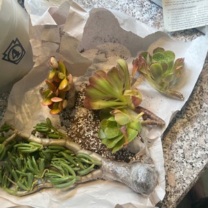 Crassula Ovata-gollum Jade Succulent, ogre Ears, shrek Plant, Ets ...