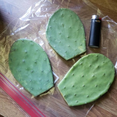 6 Spineless Thornless Edible Nopales Prickly Pear Cactus Pads - Etsy
