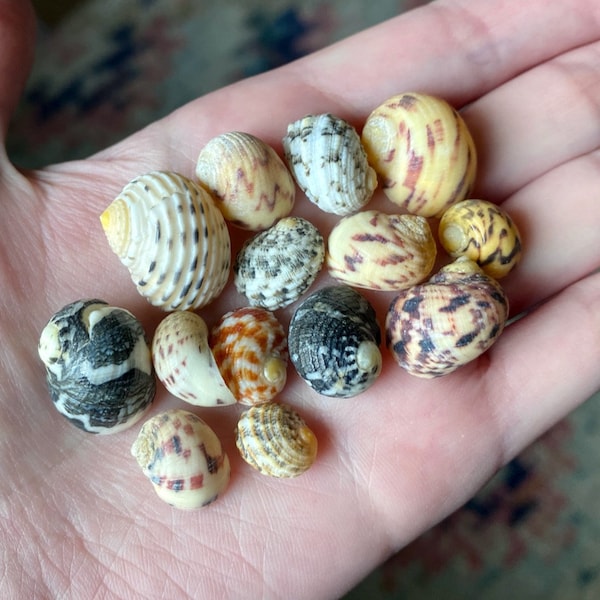 Nerite Shell Assortment, Mixed Nerita Shells, 1/4-1" | 1/4 Cup - Etsy