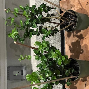 Necklace Pod Sophora Tormentosa TREE FORM 10 Inch Pot FREE Shipping ...