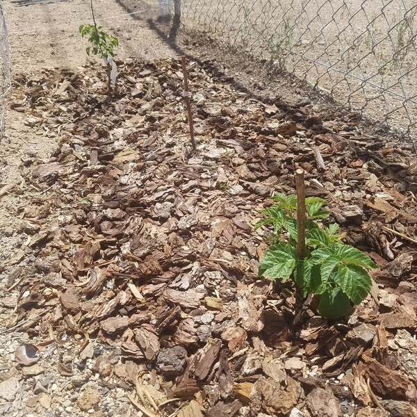 2 Raspberry Plants Joan J - Completely Thornless, Everbearing, High ...
