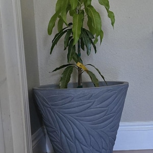 Sapodilla, Nispero, Chico ALANO Tree, Grafted, 3gl - Etsy