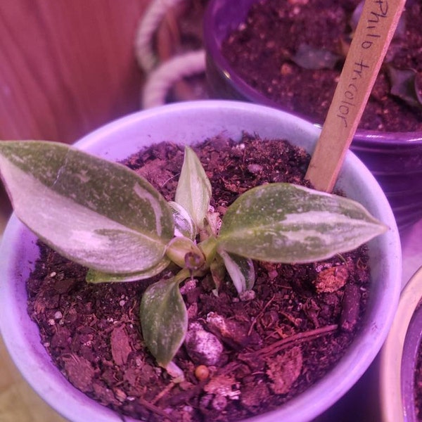 Philodendrom Tricolor Princess (ALL STARTER PLANTS Require You to ...