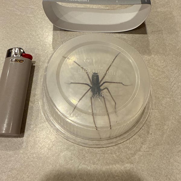 Plastic Spider as an Earring | Neon Green Realistic Giant House Spider ...