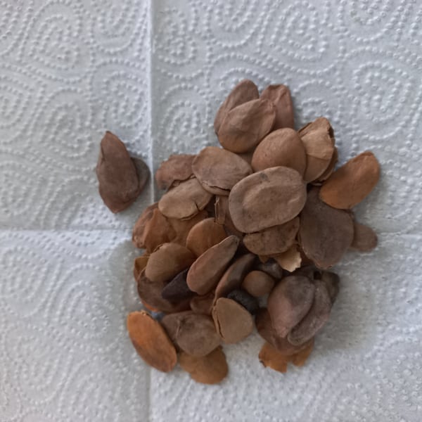 PEELED ABERE SEEDS (miracle Seeds) Hunteria Umbellata - Etsy