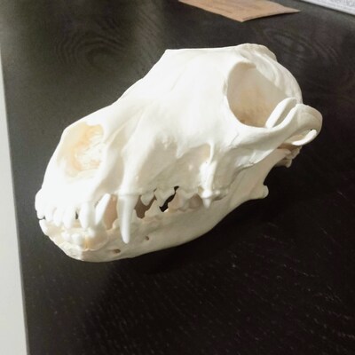 Real Arctic Fox Skull vulpes Lagopus, Professionally Cleaned, Degreased ...