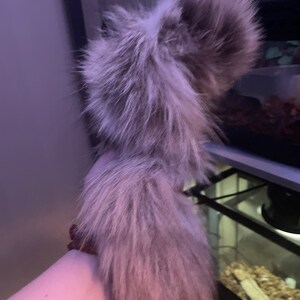 Mummified Scorpion Shadow Box - Etsy