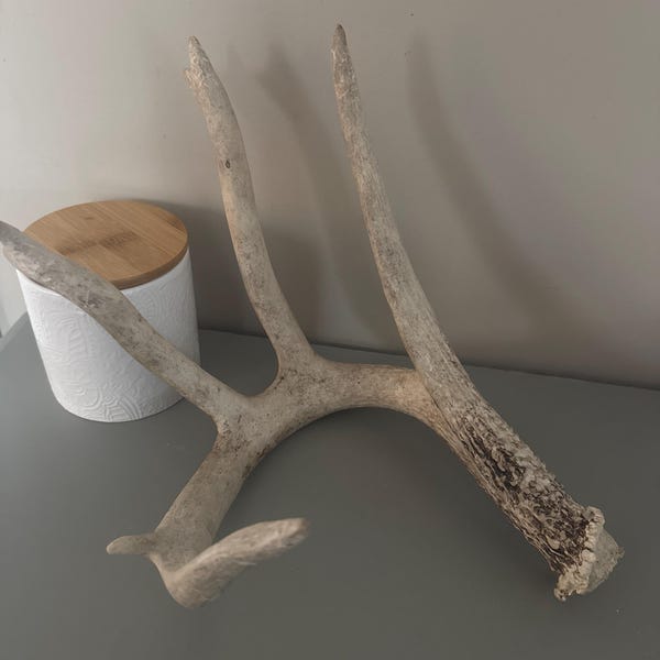 Natural Mule Deer Antlers. FRESH Finds, ANY SIZE. Crafting. Decor ...