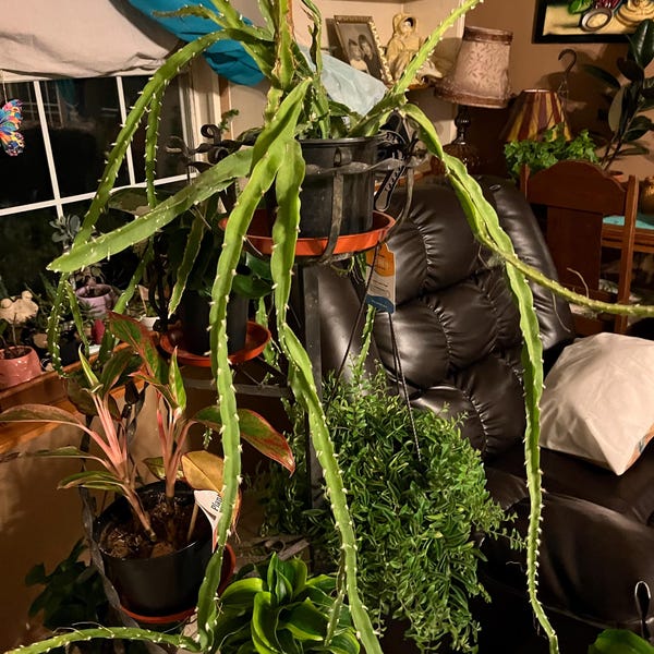 Hoya Cv. Chouke Full & Trailing Live Plant in 4 Hanging Basket - Etsy