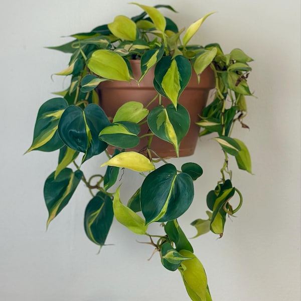 Hoya Mathilde Splash | Live Indoor & Outdoor Tropical House Plant ...