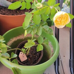 Rare New Rose. Red Juicy Terrazza. 红果汁flower Machine. Continue Blooming ...