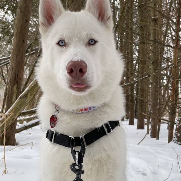 String Cheese Incident Dog Leash - Etsy