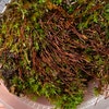 Star Moss Syntrichia Princeps | Live Moss With Sporophytes | Terrarium ...