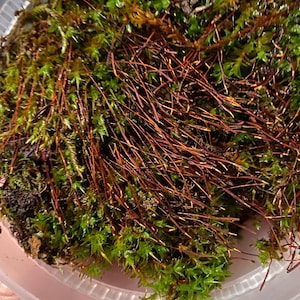 Star Moss Syntrichia Princeps Live Moss With Sporophytes Terrarium Moss ...