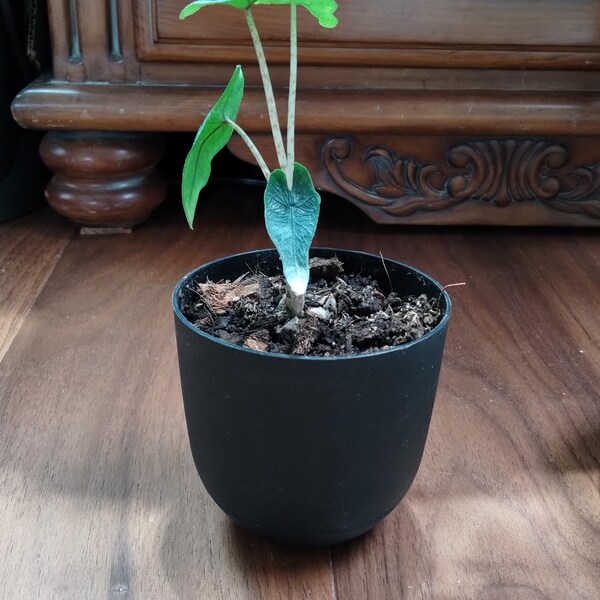 Alocasia Pink Princess Starter Plant ALL STARTER PLANTS Require You to ...