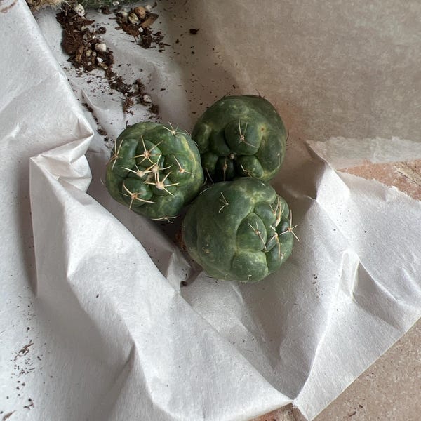 Rare Cactus - Coryphantha Elephantidens Cv. Inermis Offset (1”), Live ...