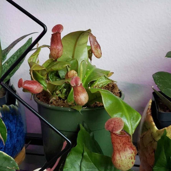 Carnivorous Plant Bundle Venus Fly Trap and Pitcher Plant - Etsy