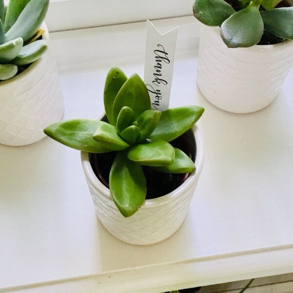Thank You Succulent Tag | Succulent Stakes | Wedding Favors | Bridal ...