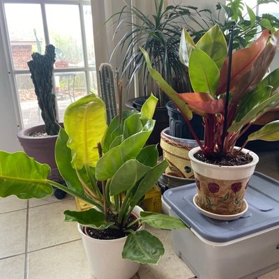 Aglaonema 'bamboo' Sp. Variegated Chinese Evergreen Live Indoor ...