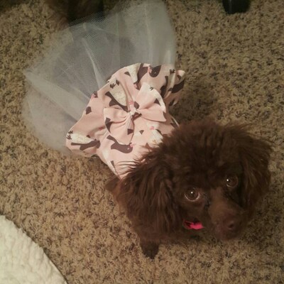 Dog Tutu Dress Sewing Pattern 1701 Pet Tutu Cat Tutu Dog Dresses Dog ...