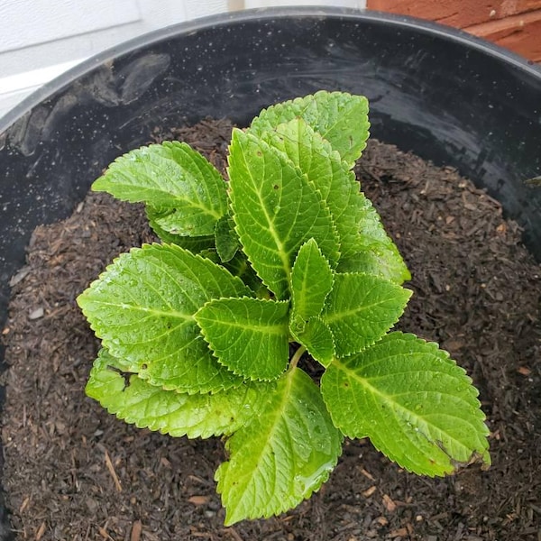 Cherry-go-round™ Reblooming Hydrangea | Red Hydrangea | Bloomin' Easy ...