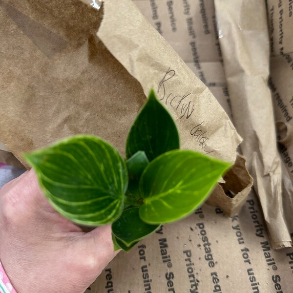 Philodendron Birkin Galaxy Starter Plant (ALL STARTER PLANTS Require ...