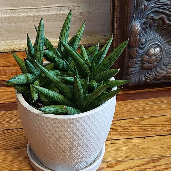 Scindapsus Lucens/anadendrum Affine/shingling Vine/pothos/philodendron ...
