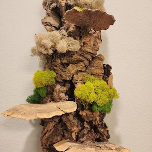 Floating Forest Art Gift, Moss on Cork Bark Natural Wall Decor ...