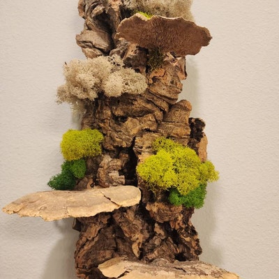 Floating Forest Art Gift, Moss on Cork Bark Natural Wall Decor ...