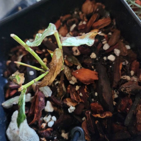 Pink Flamingo Cuttings Hakuro Nishiki Japanese Dappled Willow Tree ...