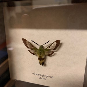 Real Tiny Blue Butterfly Framed Taxidermy Jamides Euchylas - Etsy